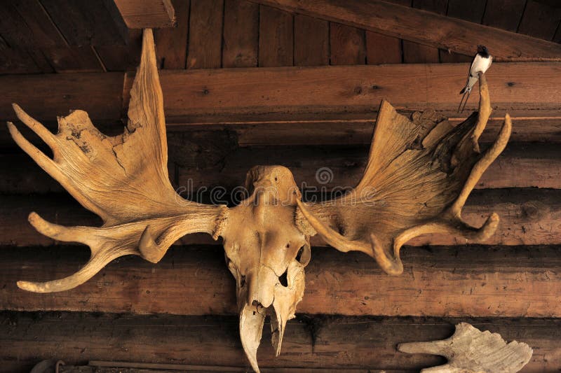 Skull Moose stock photo. Image of brown, deer, wild, trophy - 31002934