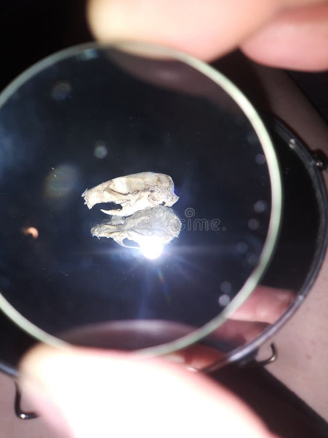 Mouse skull stock image. Image of zoology, mouse, mammal - 19497261
