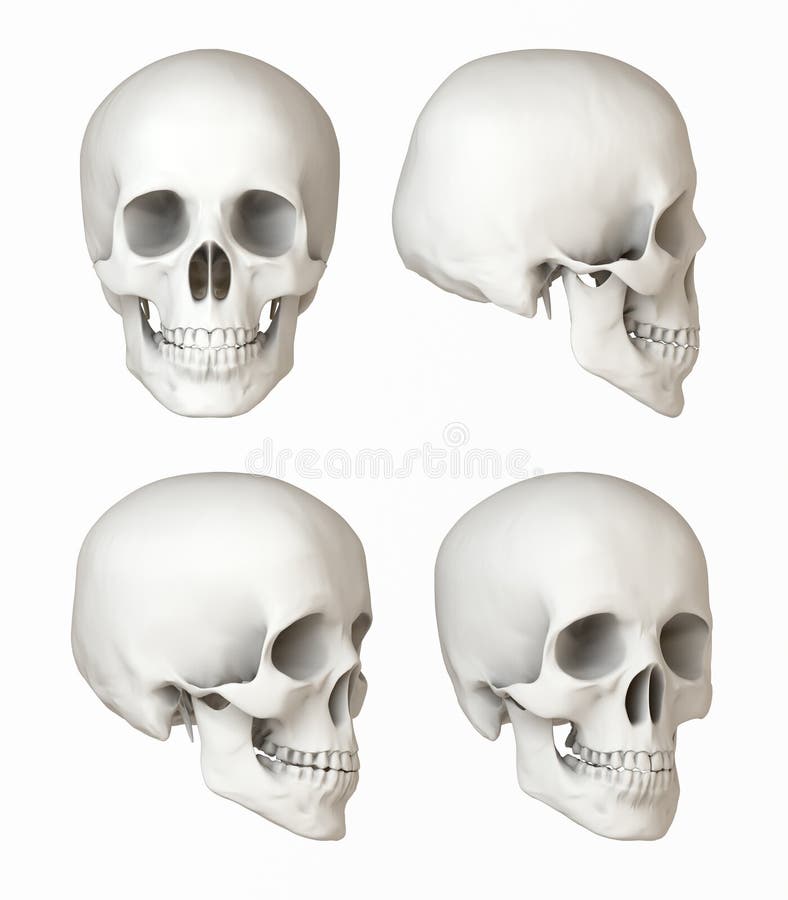 Skull natural, views stock illustration. Illustration of physiology ...