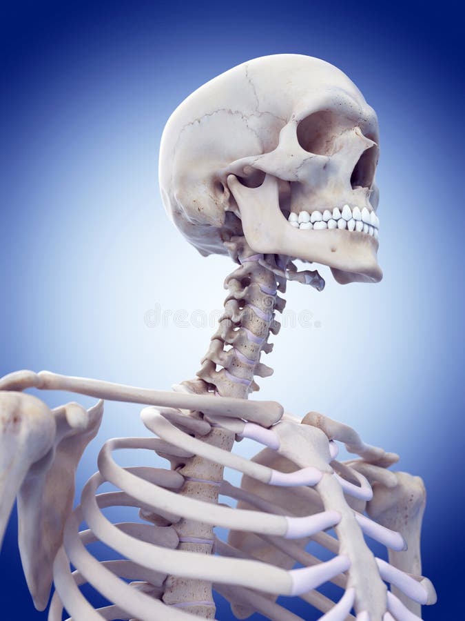The skull and neck stock illustration. Illustration of thorax - 59794146