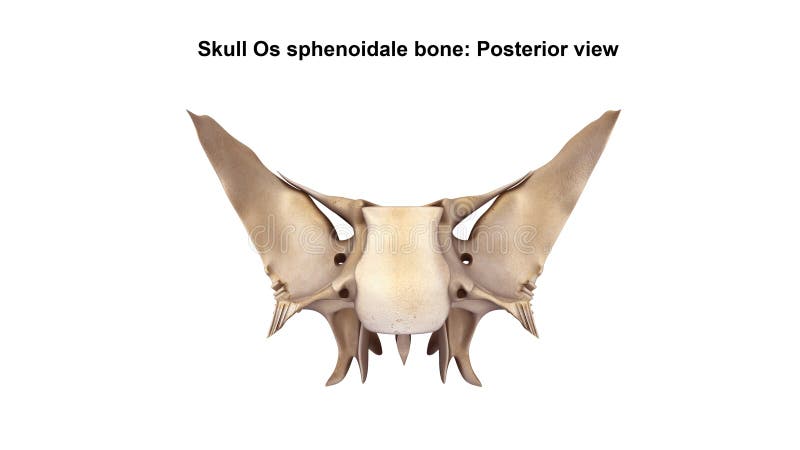 Skull Os sphenoidale bone stock illustration. Illustration of dead ...