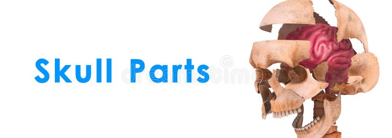 Skull parts stock illustration. Illustration of cranium - 45367305