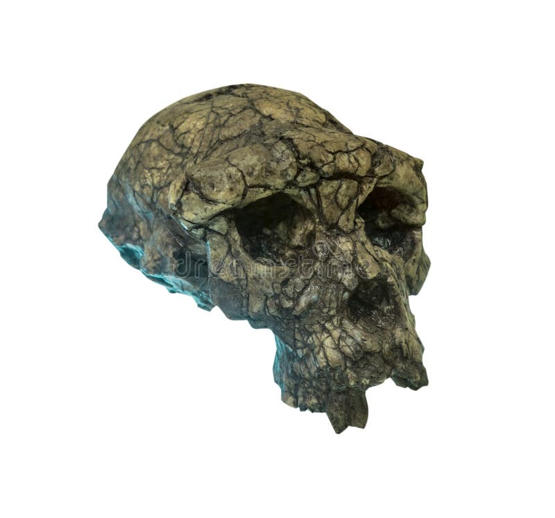 Skull of the Person on a White Background. Stock Photo - Image of ...