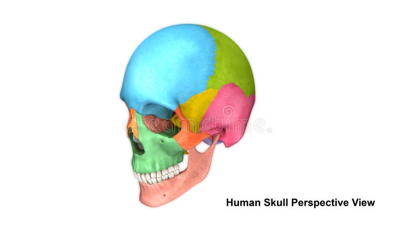 Skull Perspective view stock illustration. Illustration of occipital ...