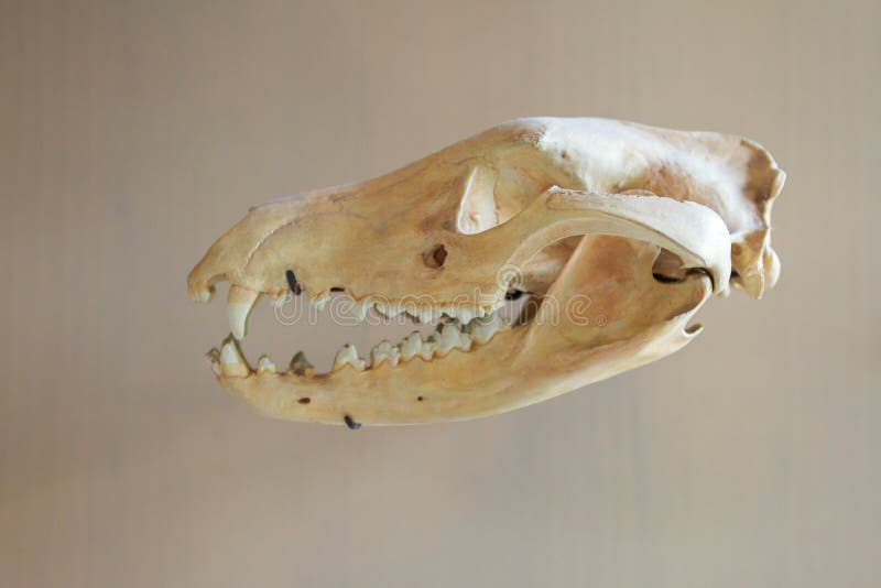 A Skull of a Prehistoric Creature Stock Image - Image of sharp ...