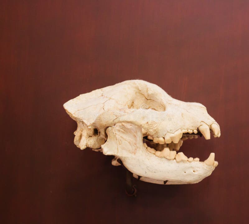 A Skull of a Prehistoric Creature Stock Image - Image of bone, teeth ...