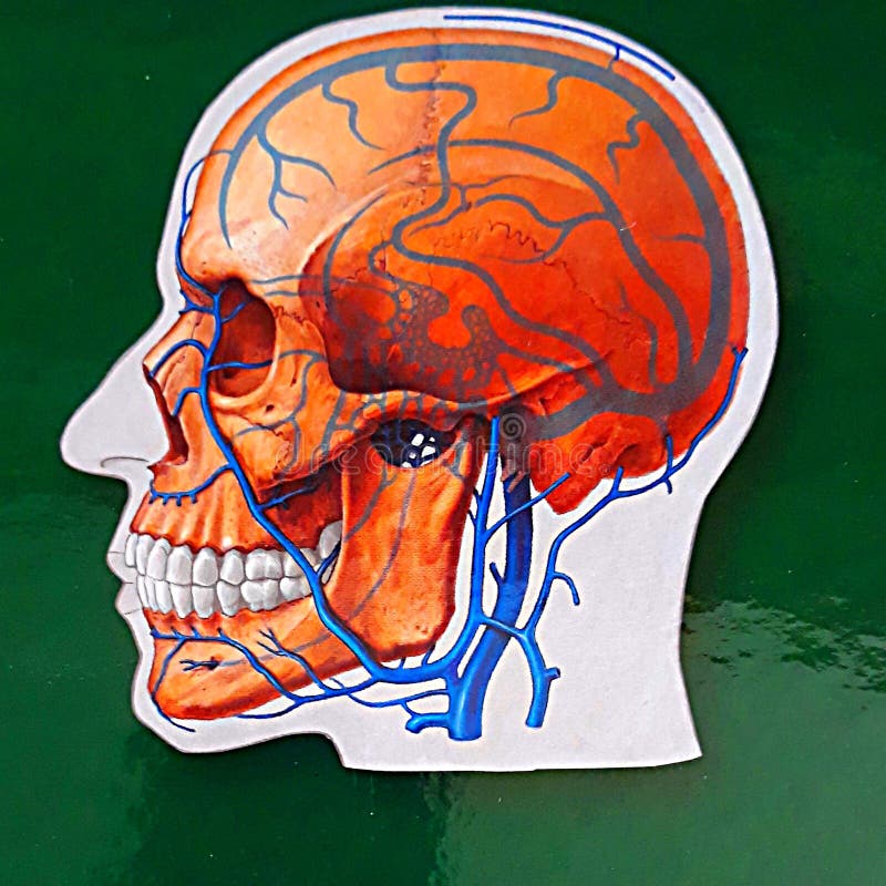 Skull profile stock photo. Image of exceed, central - 148040282