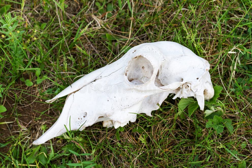 Skull stock image. Image of roebuck, antiquity, outdoors - 32773259