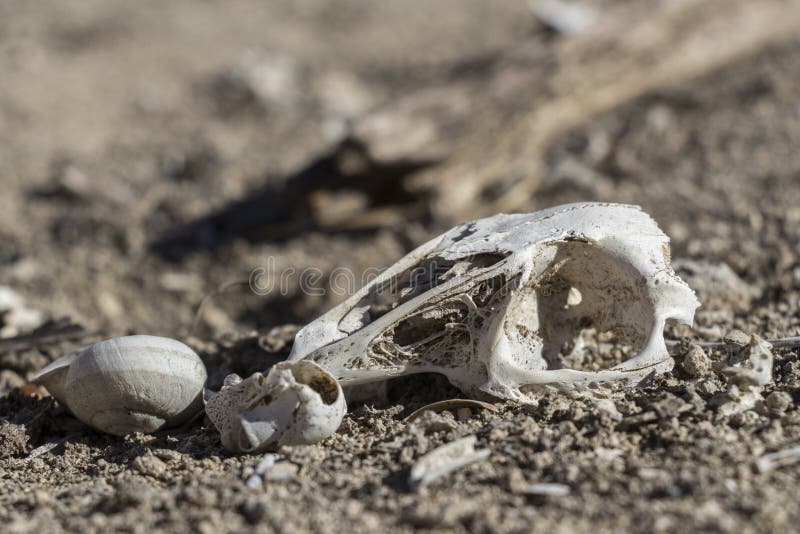 632 Dead Rabbit Stock Photos - Free & Royalty-Free Stock Photos from ...