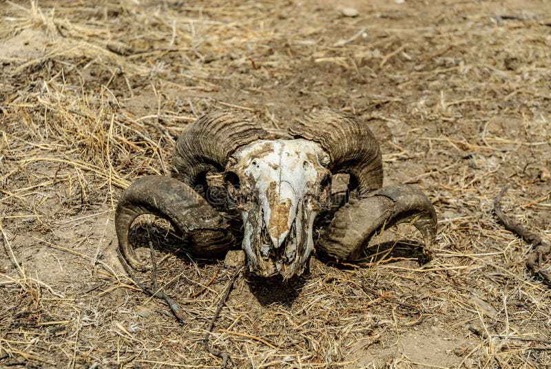 Skull of a ram stock photo. Image of goat, head, biology - 78786016
