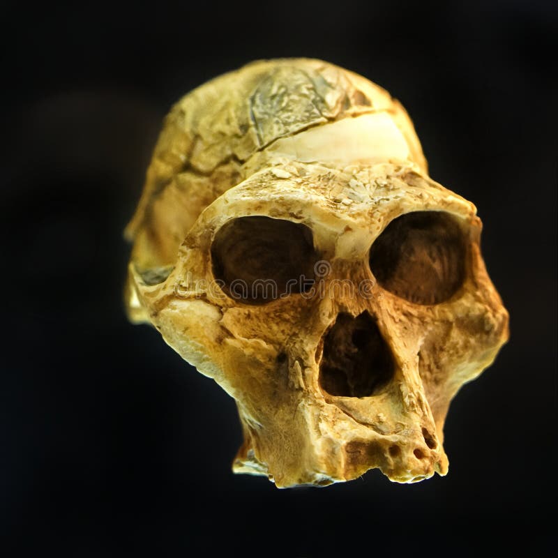 Skull, Reconstructed Skull of Australopithecus Stock Image - Image of ...