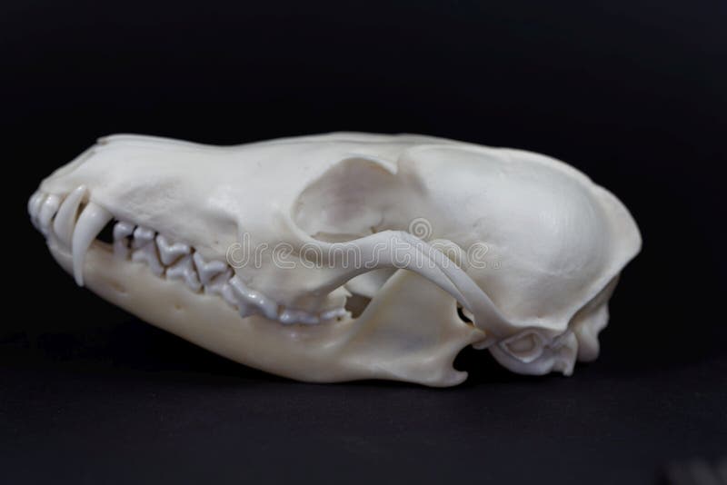 Baby Red Fox Skull