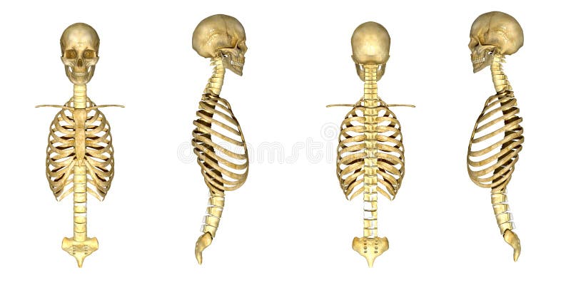 Skull with ribcage stock illustration. Illustration of diagnosis - 48761448
