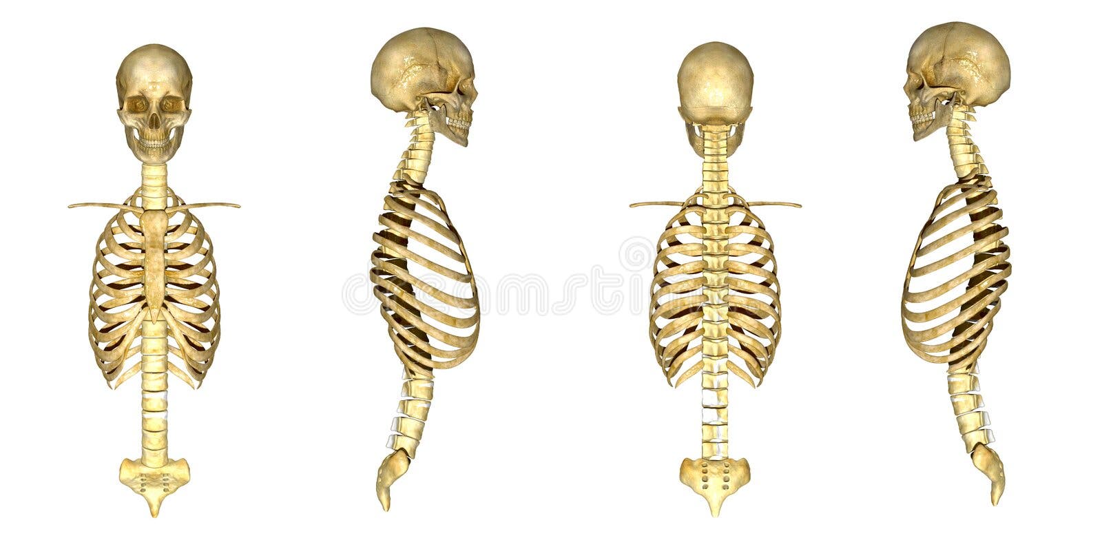 Skull with rib cage stock illustration. Illustration of render - 43014427