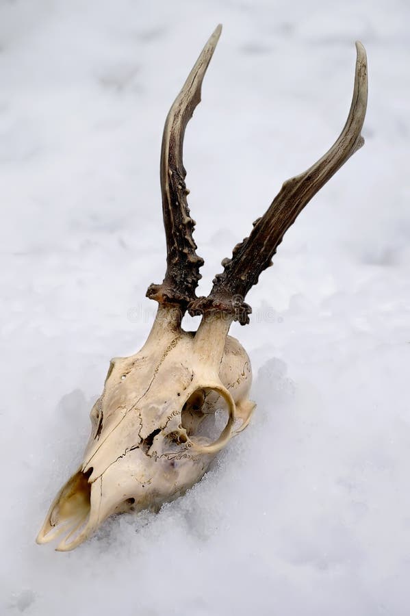 Skull of roe stock image. Image of vertical, skeleton - 10747239