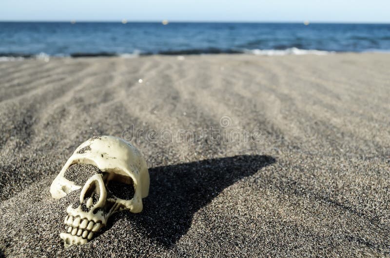 Skull on Sand stock photo. Image of skeleton, bone, death - 304584828