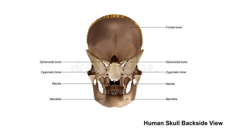 Skull Scattered Back view stock illustration. Illustration of bone ...