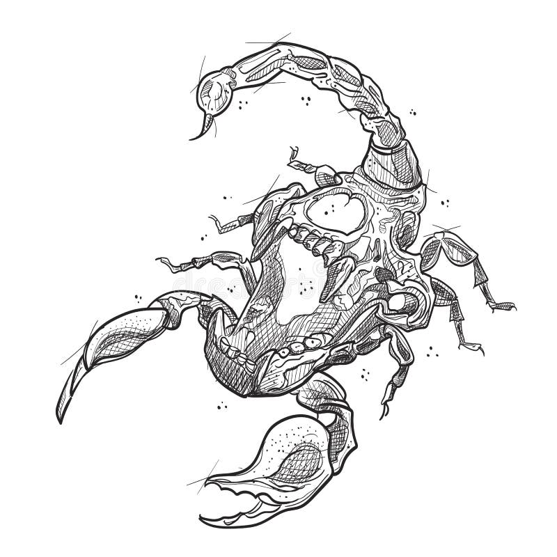 Skull scorpion stock vector. Illustration of leaf, placard - 4789673
