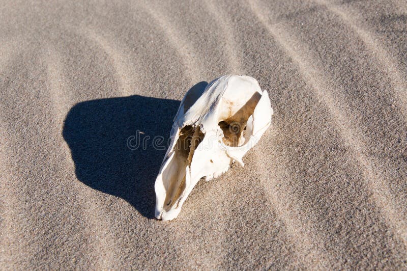 Skull and Shadow stock image. Image of closeup, shadow - 73245281