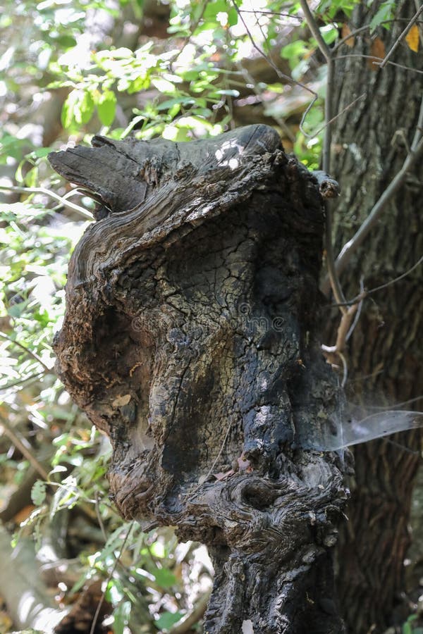 Skull-shaped Tree Trunk Face Shape with Moss on a Forest Tree Stock ...