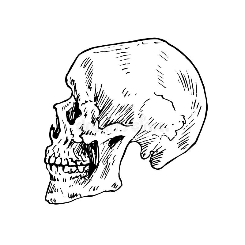 Human Skulls Side View Drawing