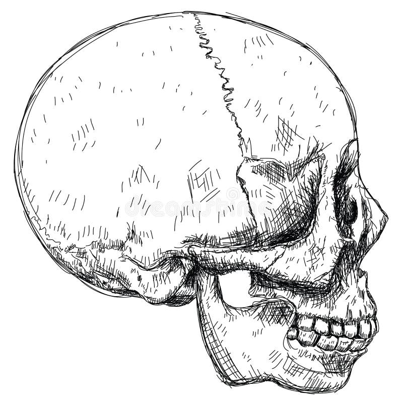 Skull sketch - side view stock vector. Illustration of vector - 59908273