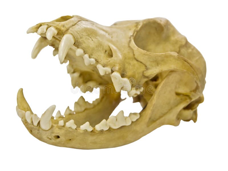 Skull of Small Animal stock photo. Image of head, relic - 17561530