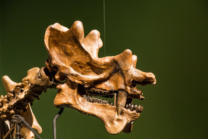 Skull on Spine stock image. Image of science, natural - 84997895