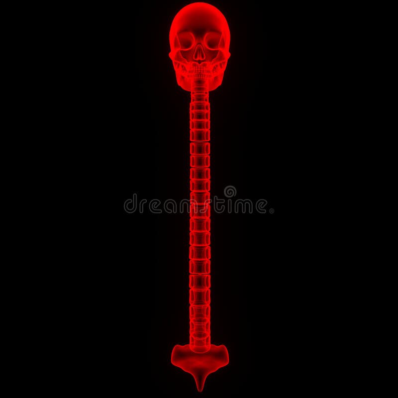 Skull and Spine Anatomy stock illustration. Illustration of cranium ...