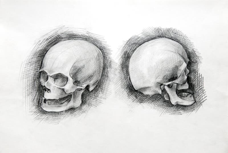 Skull study stock illustration. Illustration of skull - 22003466