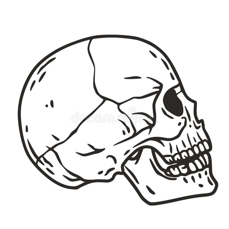 Skull Vector for Halloween Design. Skeleton Head or Bone Brutal Skull ...