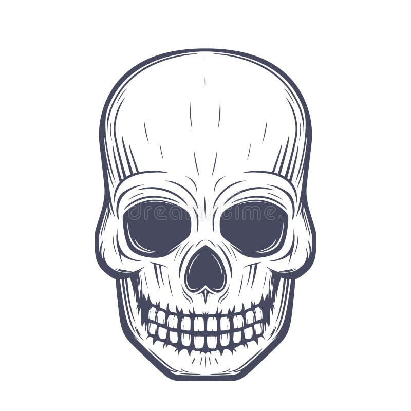 Skull Vector Illustration, Front View Over White Stock Vector ...