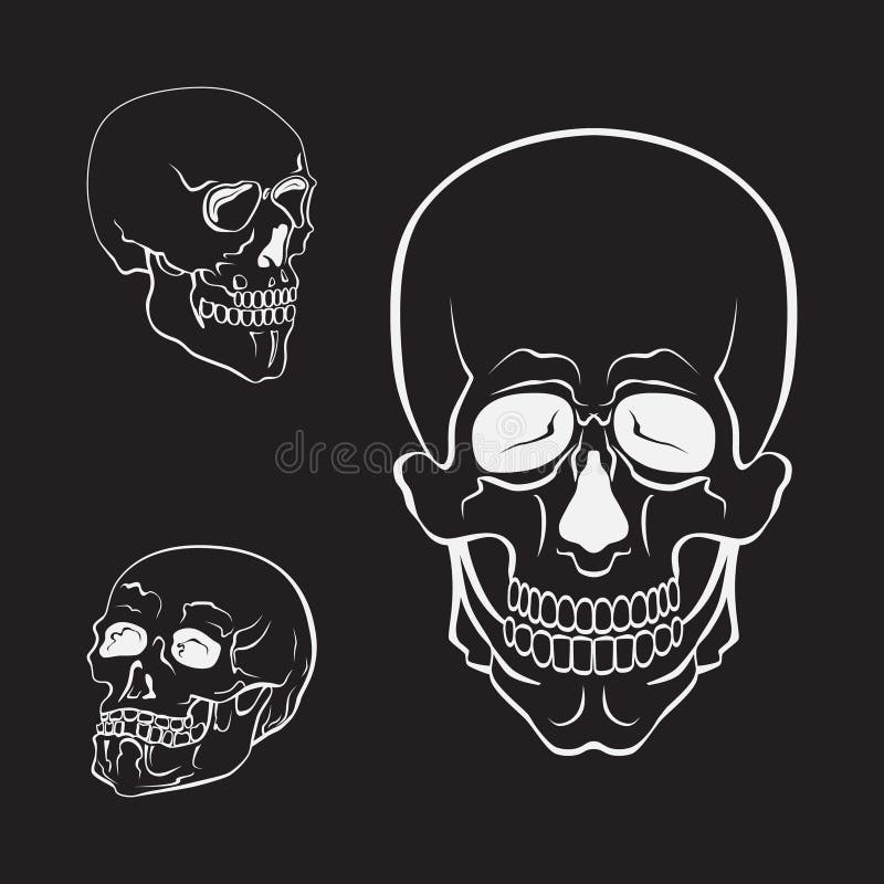 Skull Vector Set. White Skulls Collection Stock Vector - Illustration ...