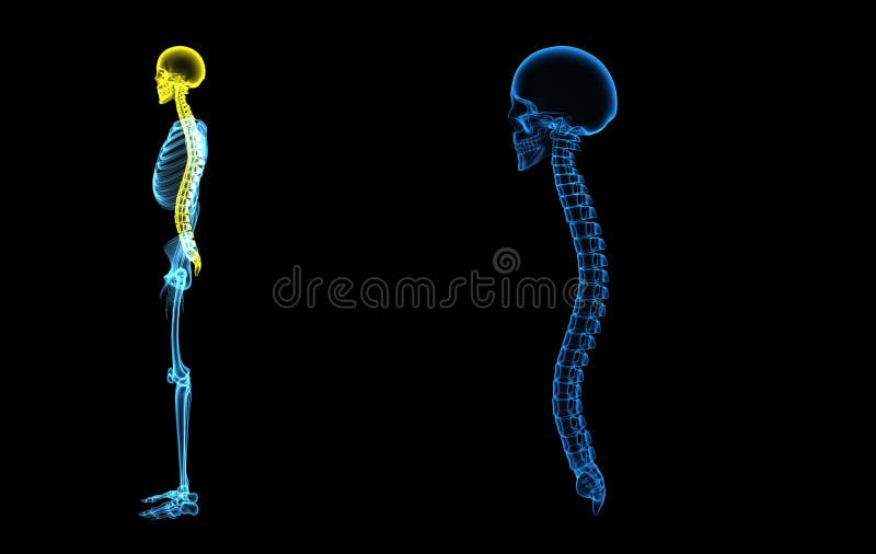 Skull with Vertebral Column Stock Illustration - Illustration of nasal ...
