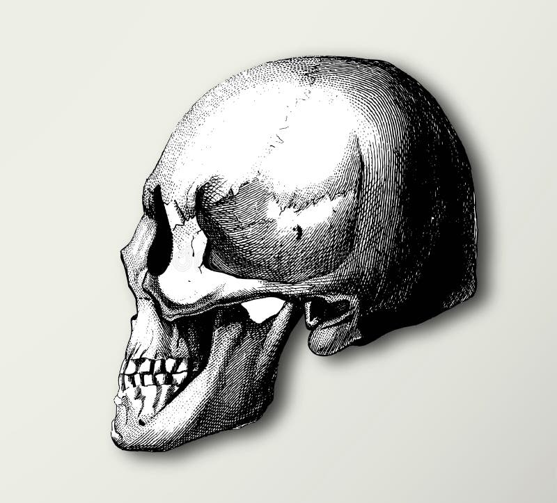 Skull vintage illustration stock vector. Illustration of dying - 60610266