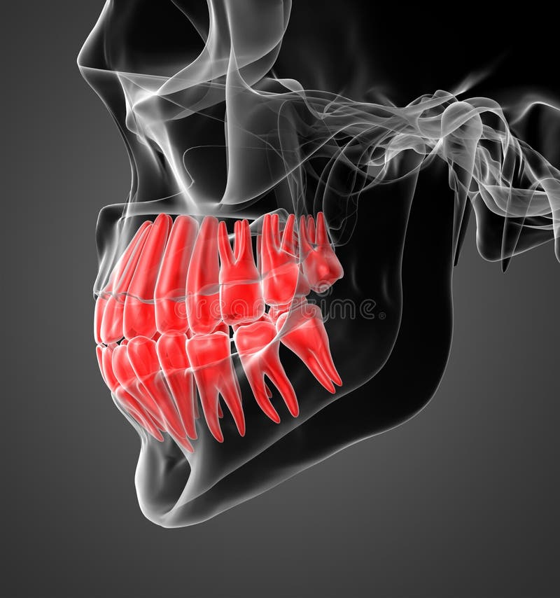 3D Rendering Illustration of Teeth Stock Illustration - Illustration of ...