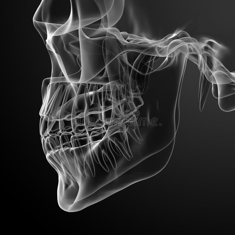 Skull with visible teeth stock illustration. Illustration of dental ...