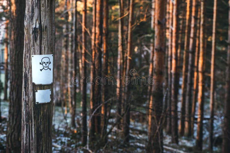 Skull on a Warning Sign Attached To a Pine Tree in Forest Stock Photo ...