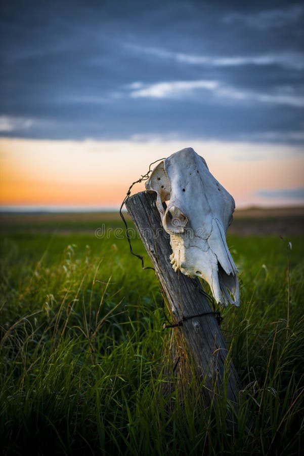 Skull Beef Cattle Photos - Free & Royalty-Free Stock Photos from Dreamstime