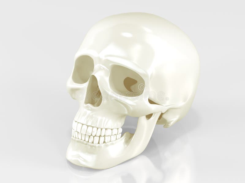 Skull on white background. stock image. Image of background - 48194673