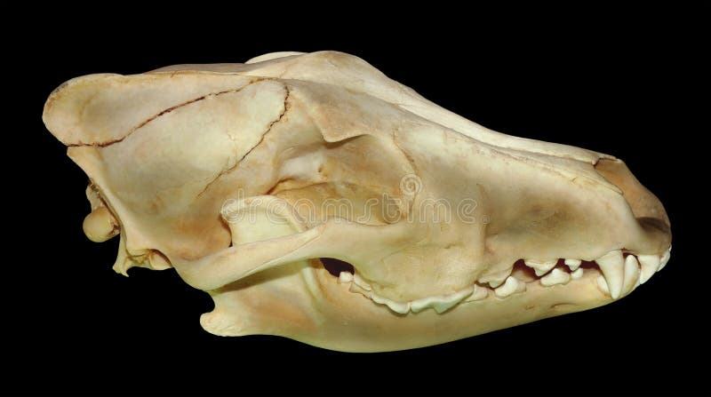 Skull wolf stock photo. Image of carnivore, dead, hunting - 12868184