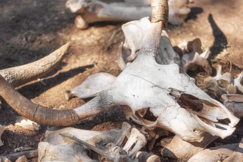 Dead animals stock image. Image of bone, environment - 28186069