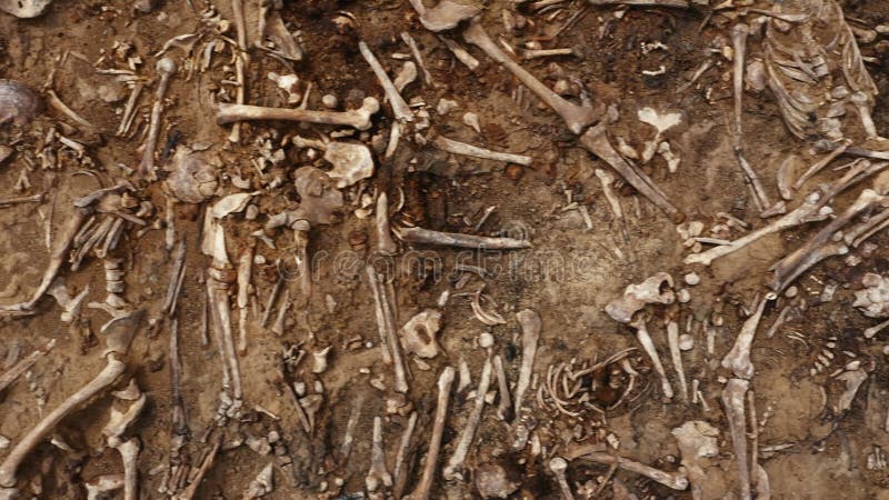 Skulls and Bones of People in the Ground. Human Remains Bones of ...