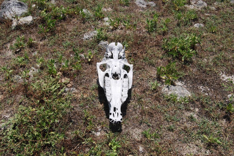 Skulls wild animal stock image. Image of bird, puppy - 258593975