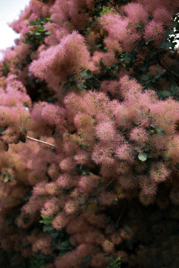 Skumpia Leather. Pink Smoky Tree Bloomed in Stock Image - Image of pink ...