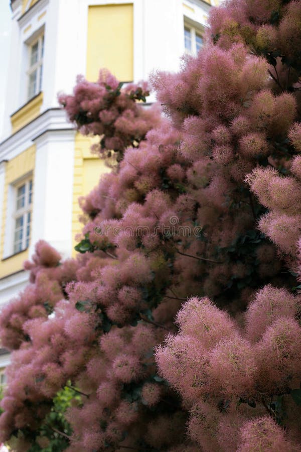 Skumpia Leather. Pink Smoky Tree Bloomed in Stock Photo - Image of ...