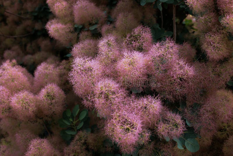 Skumpia Leather. Pink Smoky Tree Bloomed in Stock Photo - Image of pink ...