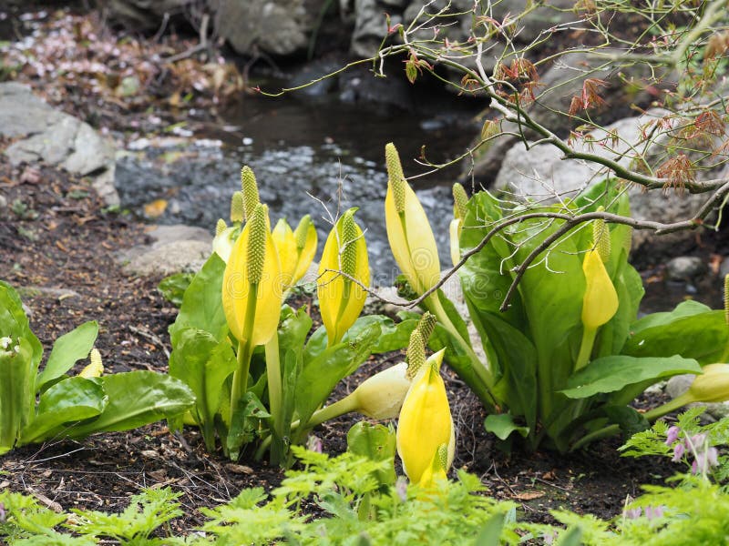 Skunk cabbage stock photo. Image of herbaceous, greater - 171502522