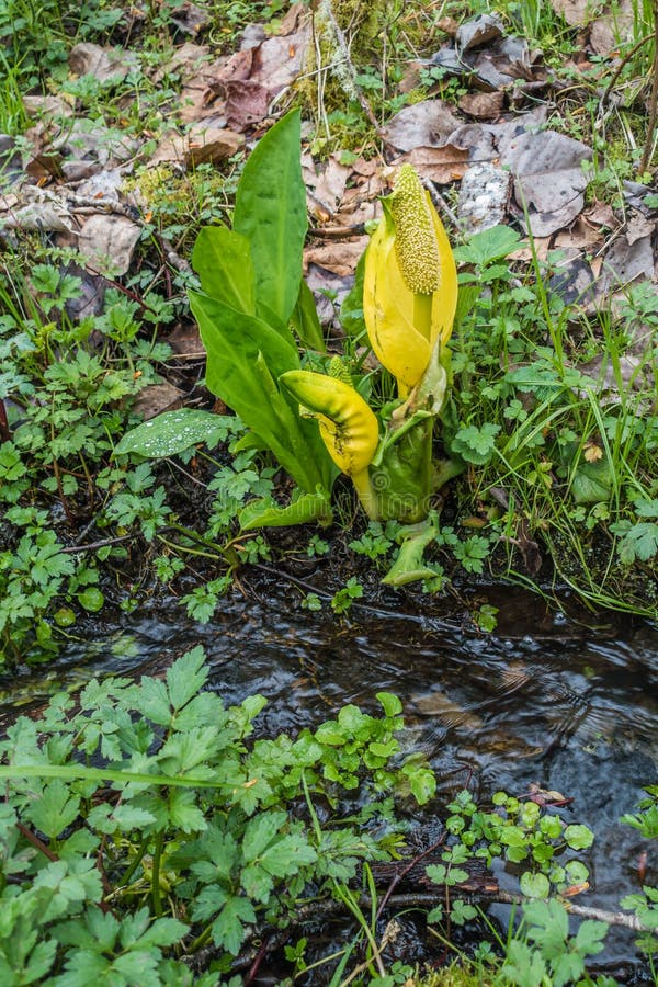 Skunk Cabbage Closeup stock image. Image of pacific - 115318147