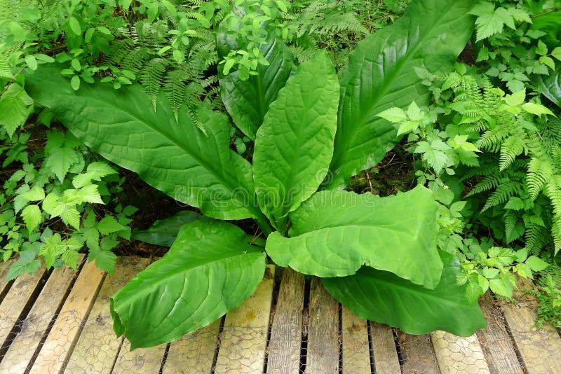 Skunk Cabbage beside the Trail Stock Image - Image of smelly, cabbage ...